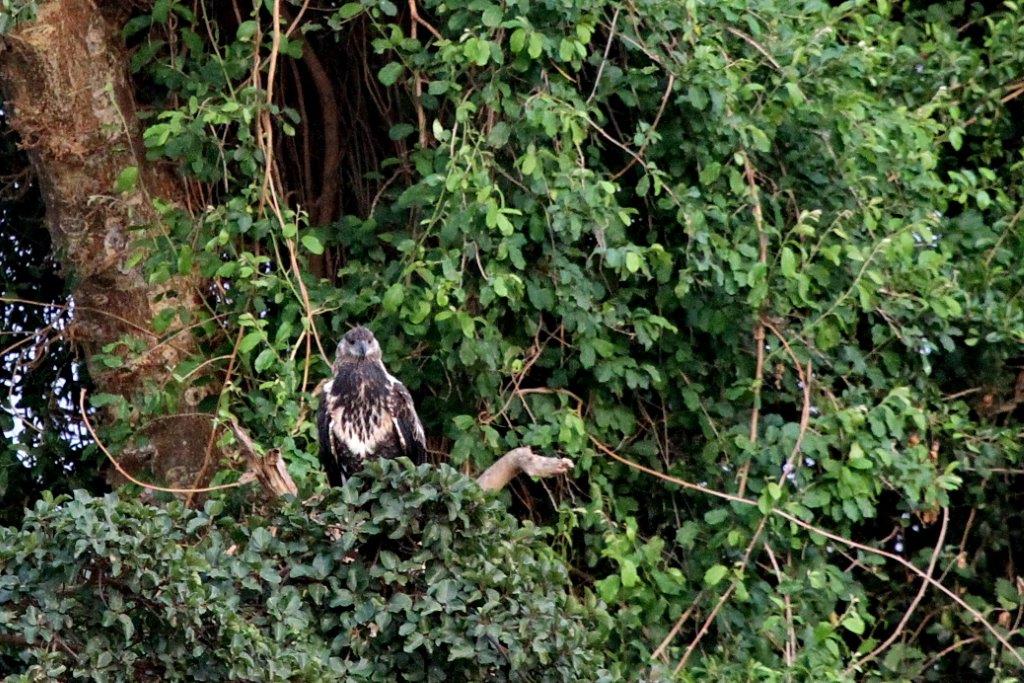 African Fish-Eagle – juvenile – BirdLife eThekwini KZN