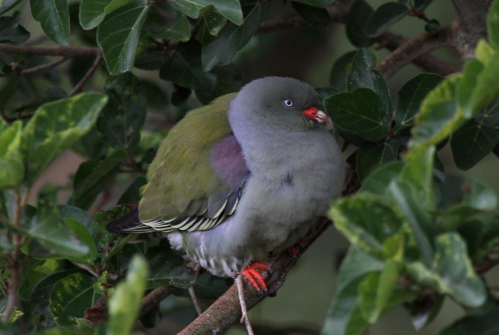 African Green-Pigeon – BirdLife eThekwini KZN