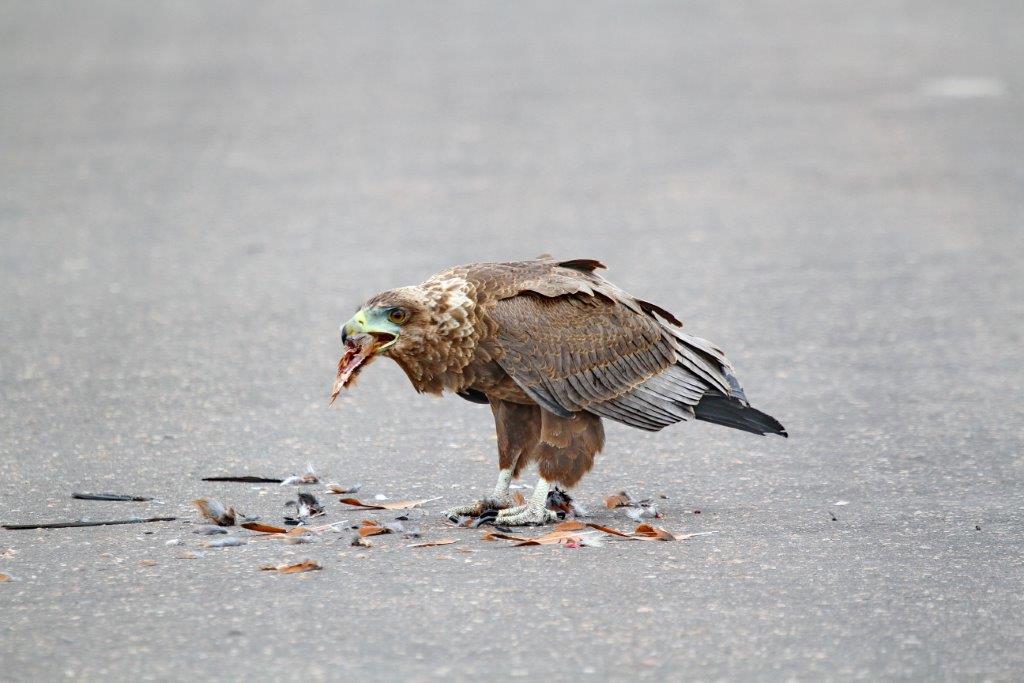 Bateleur – juvenile – BirdLife eThekwini KZN