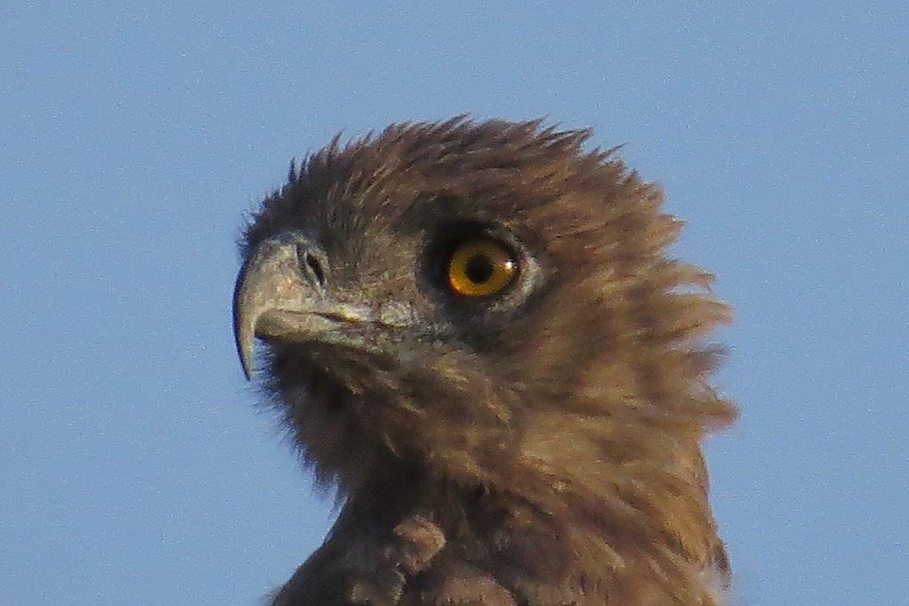 Brown Snake-Eagle – BirdLife eThekwini KZN