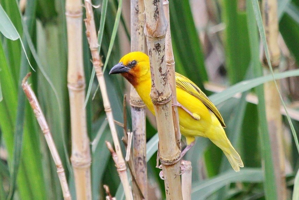 Brown-throated Weaver – BirdLife eThekwini KZN