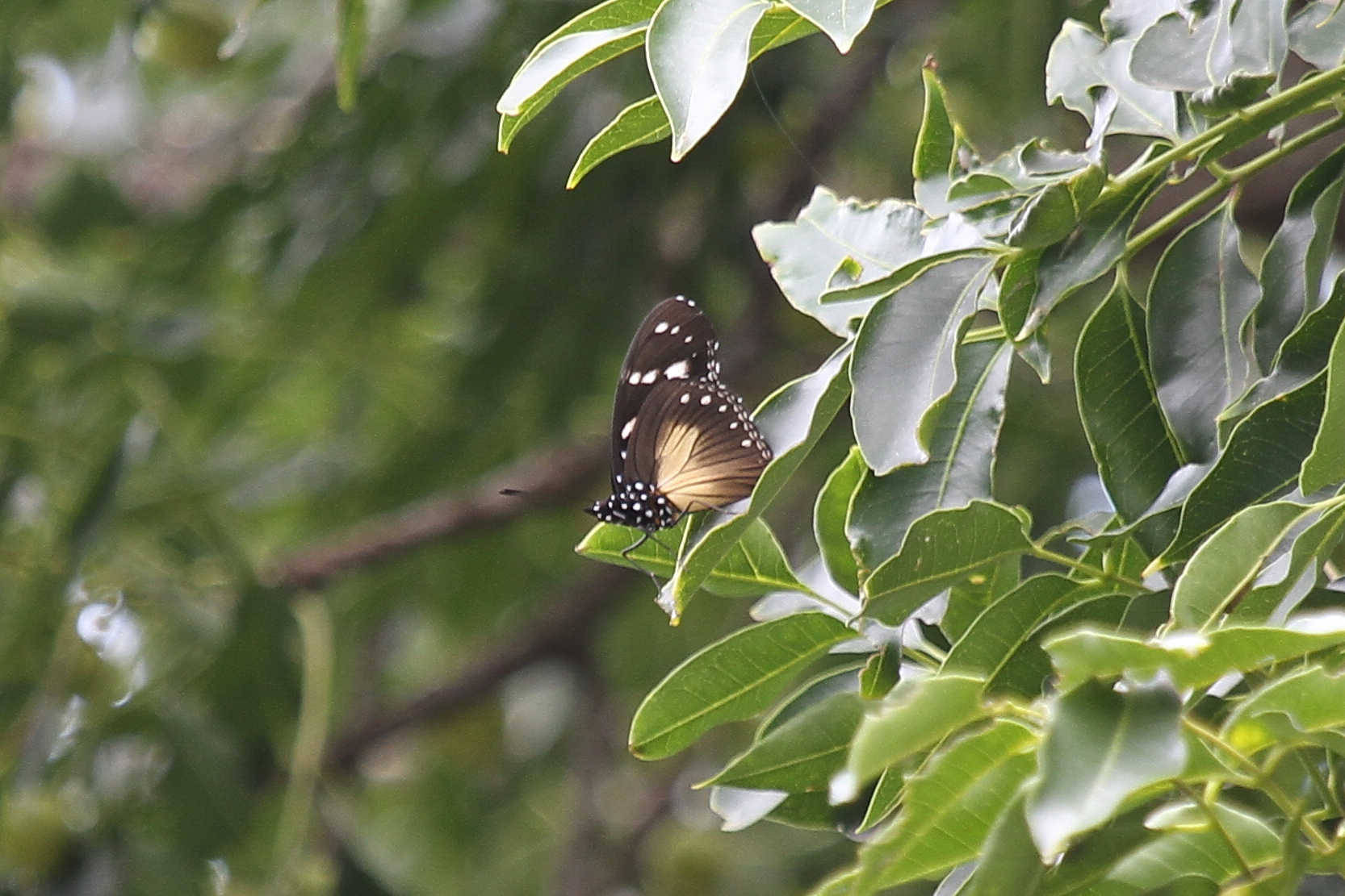Butterfly – Acrea – BirdLife eThekwini KZN