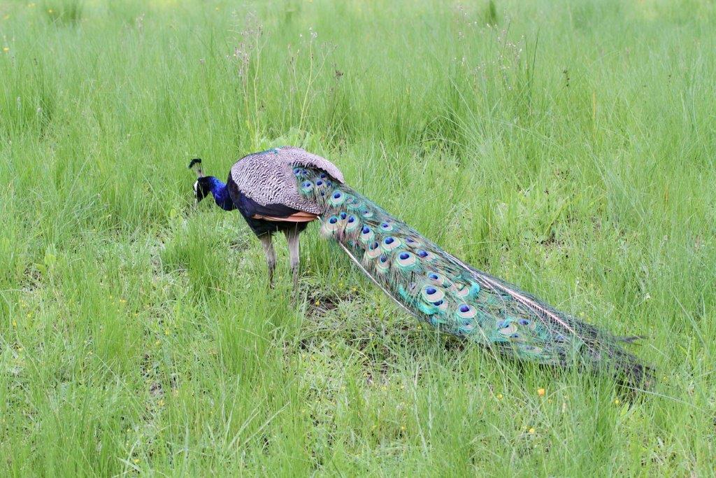 Common Peacock 2 – BirdLife eThekwini KZN