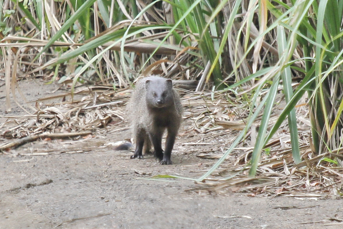Grey Mongoose 6 – BirdLife eThekwini KZN
