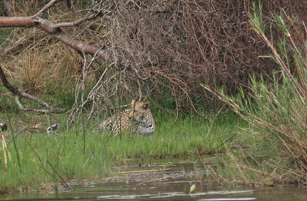 Leopard Lake Panic Birdlife Ethekwini Kzn