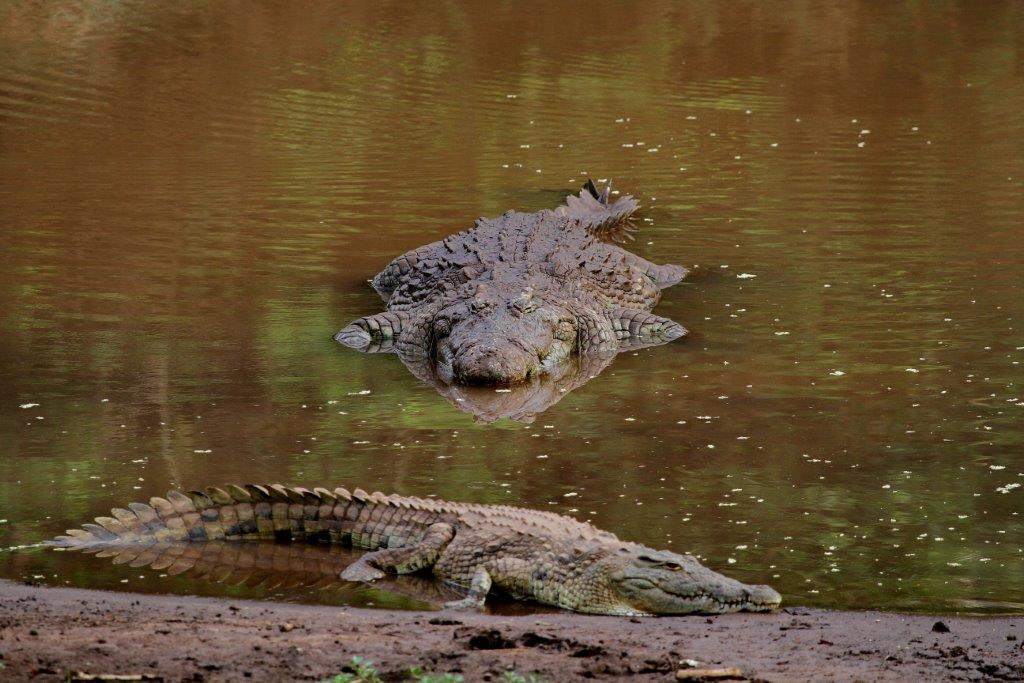 One rather fat Crocodile – BirdLife eThekwini KZN
