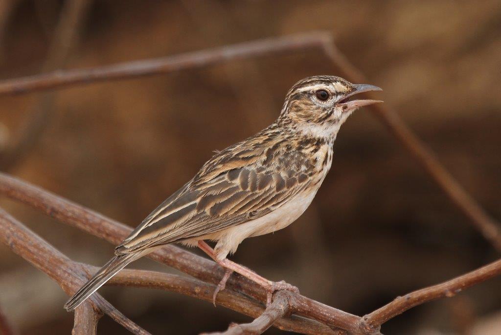 Sabota Lark – BirdLife eThekwini KZN