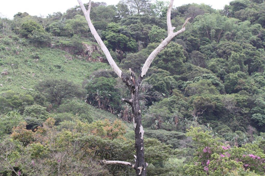 Tanglewood Forest from the grassland area – BirdLife eThekwini KZN