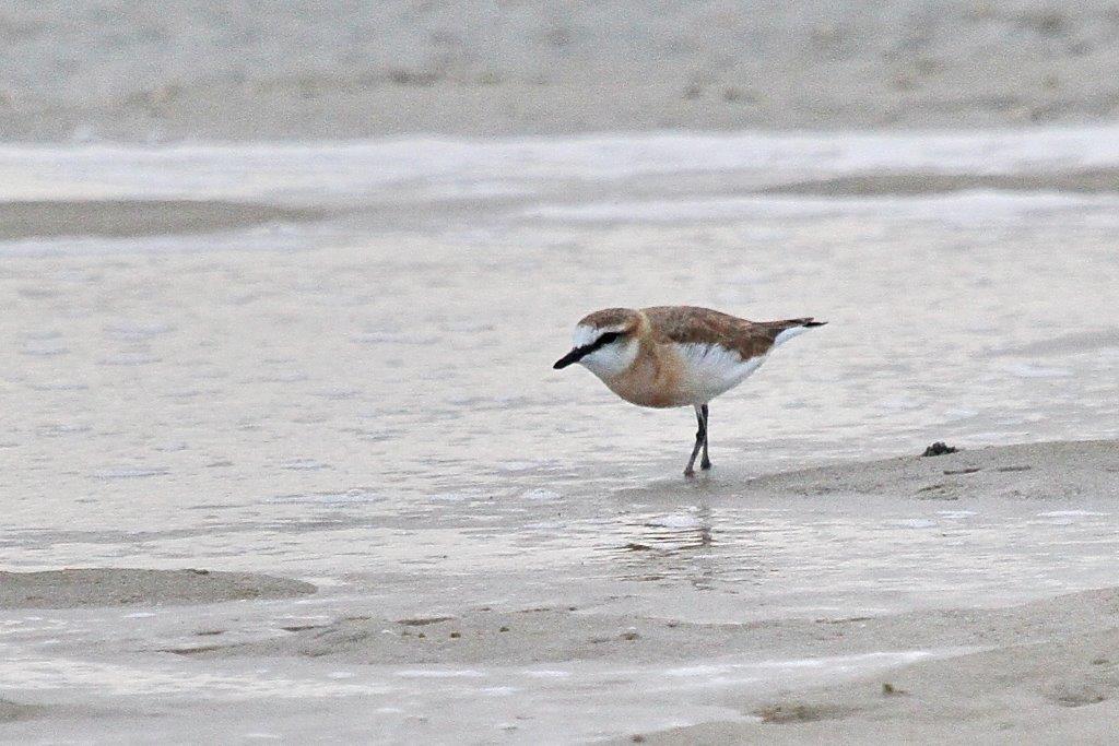 White-fronted Plover – BirdLife eThekwini KZN