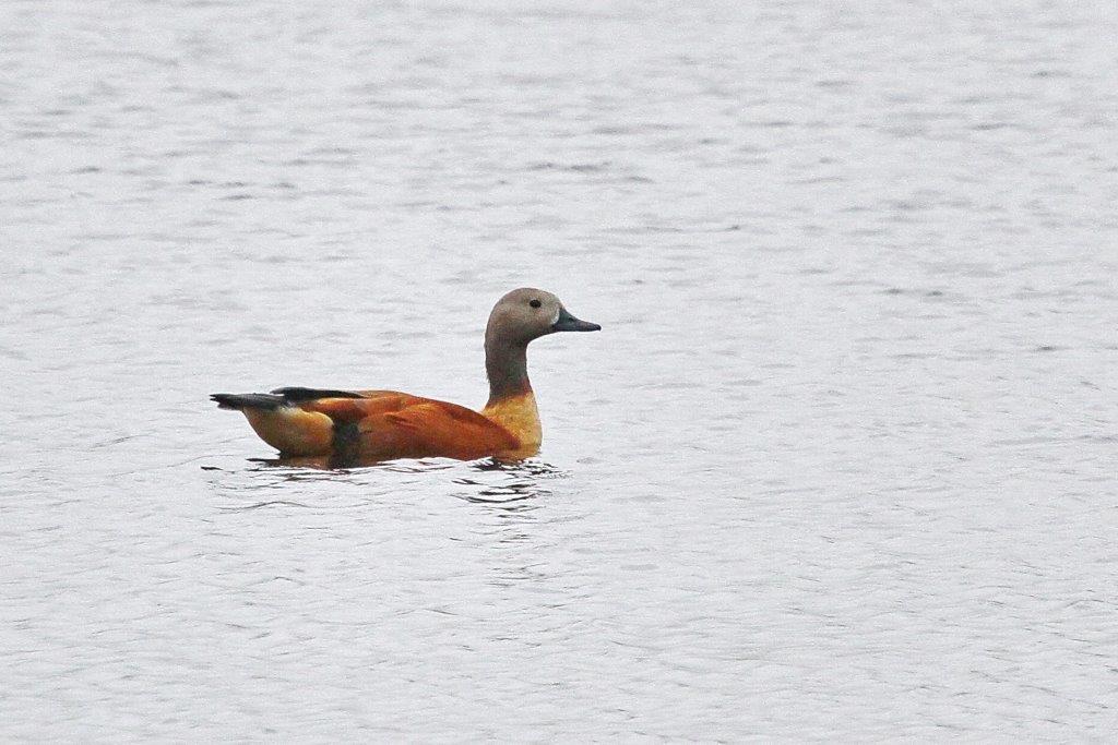African Shelduck – male – BirdLife eThekwini KZN