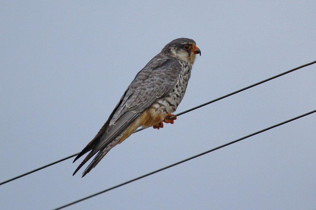 Amur Falcon – female – BirdLife eThekwini KZN