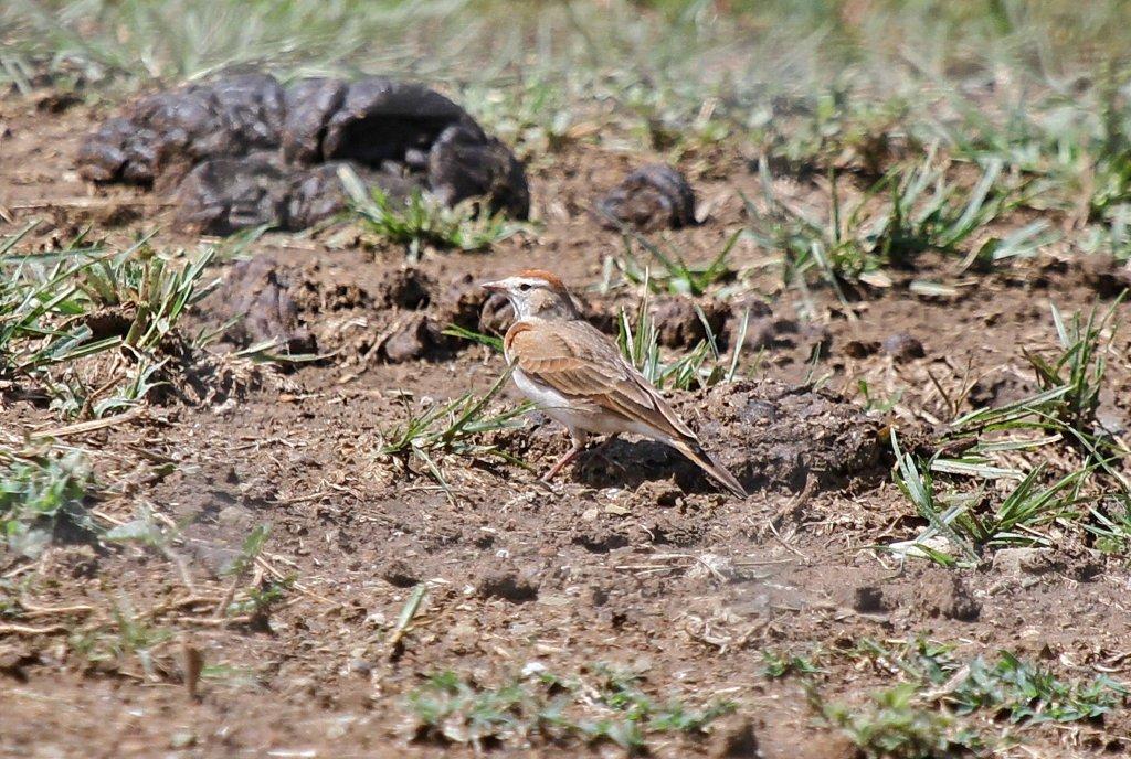 Red-capped Lark – BirdLife eThekwini KZN