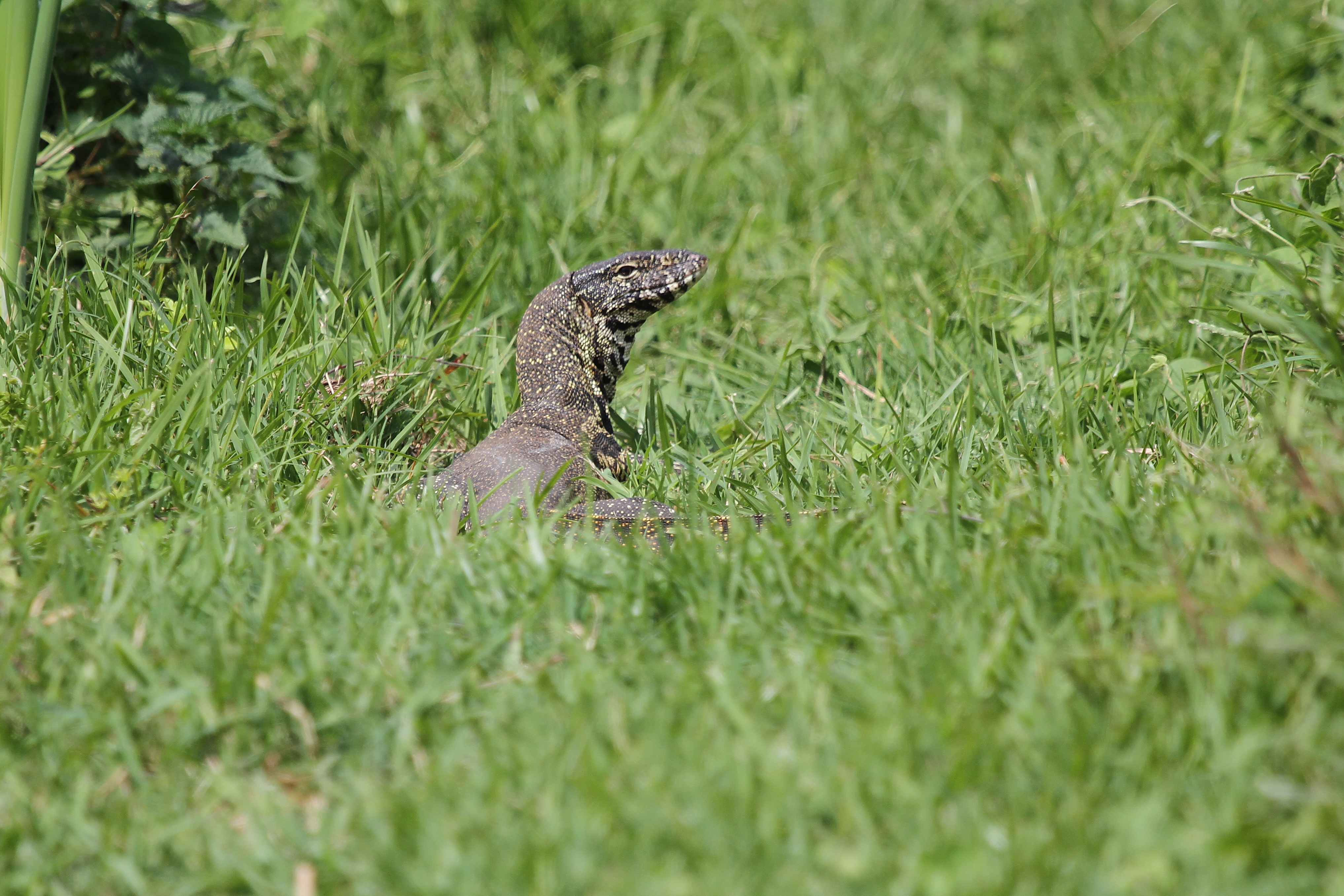 IMG_3905 – BirdLife eThekwini KZN