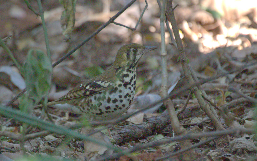 Spotted Ground Thrush – BirdLife eThekwini KZN