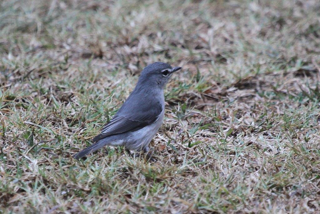 Ashy Flycatcher – BirdLife eThekwini KZN