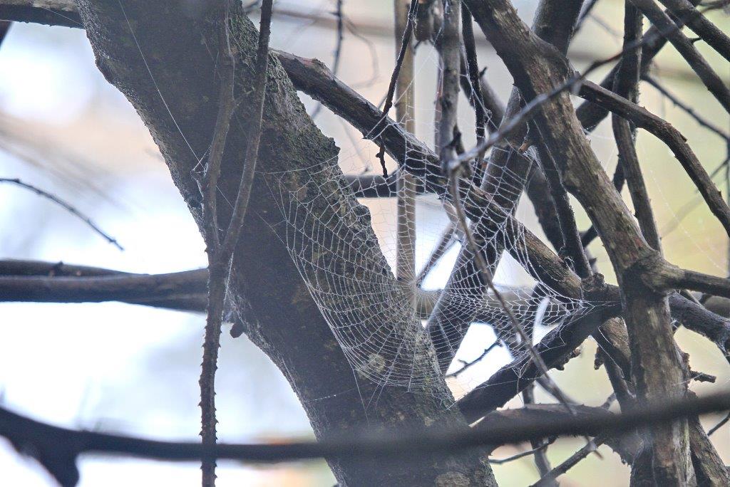 Spider’s Web – BirdLife eThekwini KZN