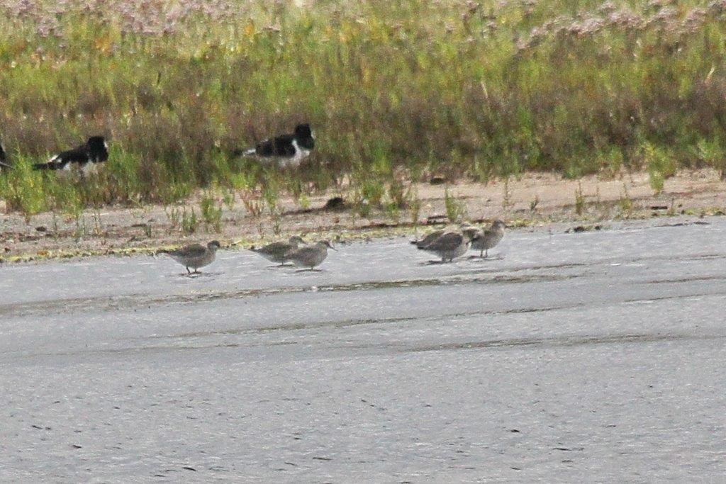 Dunlins – BirdLife eThekwini KZN