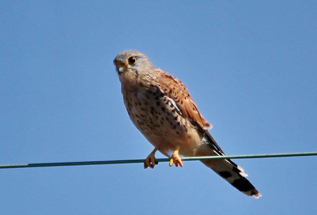 Kestrel – BirdLife eThekwini KZN