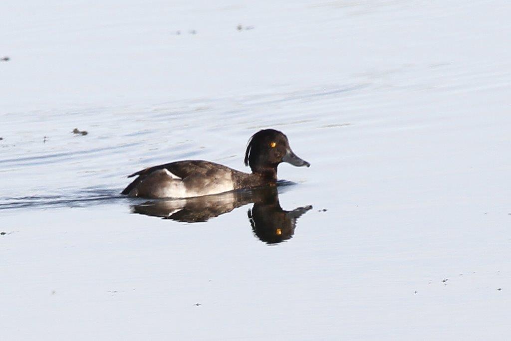 Tufted Duck – BirdLife eThekwini KZN