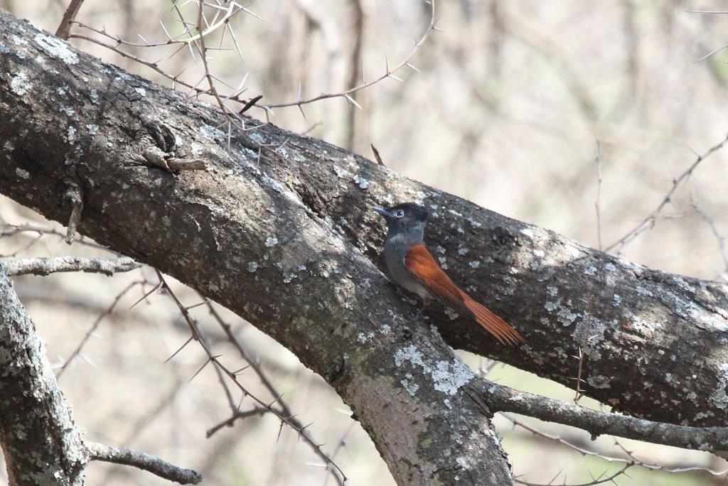 African Paradise-Flycatcher – BirdLife eThekwini KZN