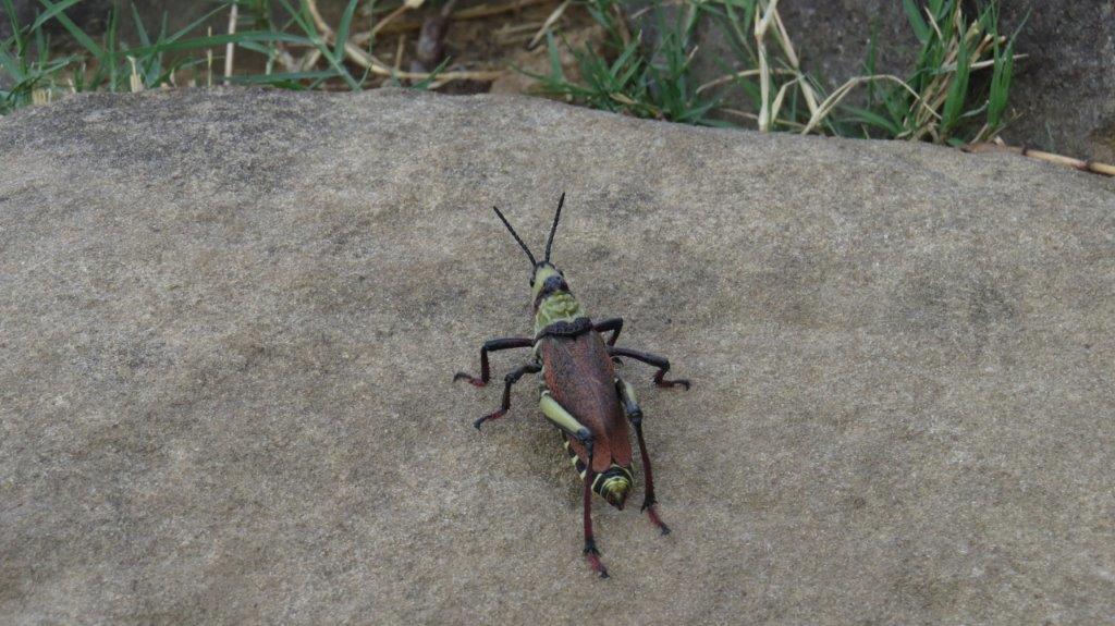 Bug – Locust maybe – BirdLife eThekwini KZN