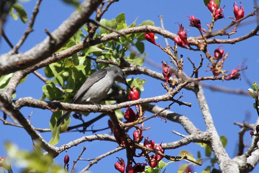Grey Sunbird (5) – BirdLife eThekwini KZN