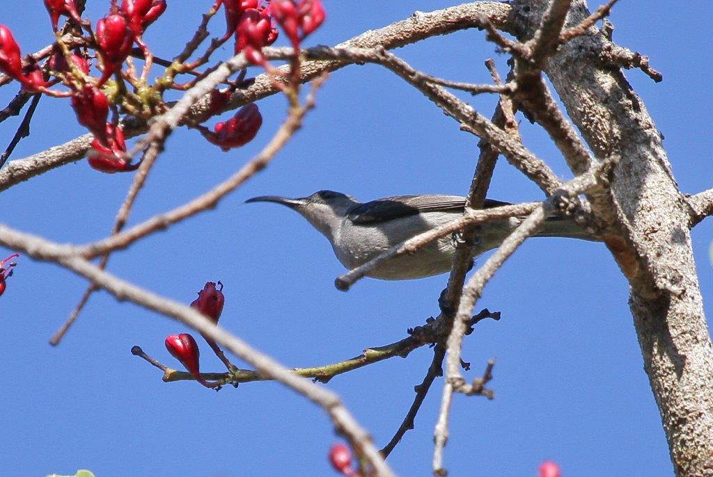 Grey Sunbird (7) – BirdLife eThekwini KZN