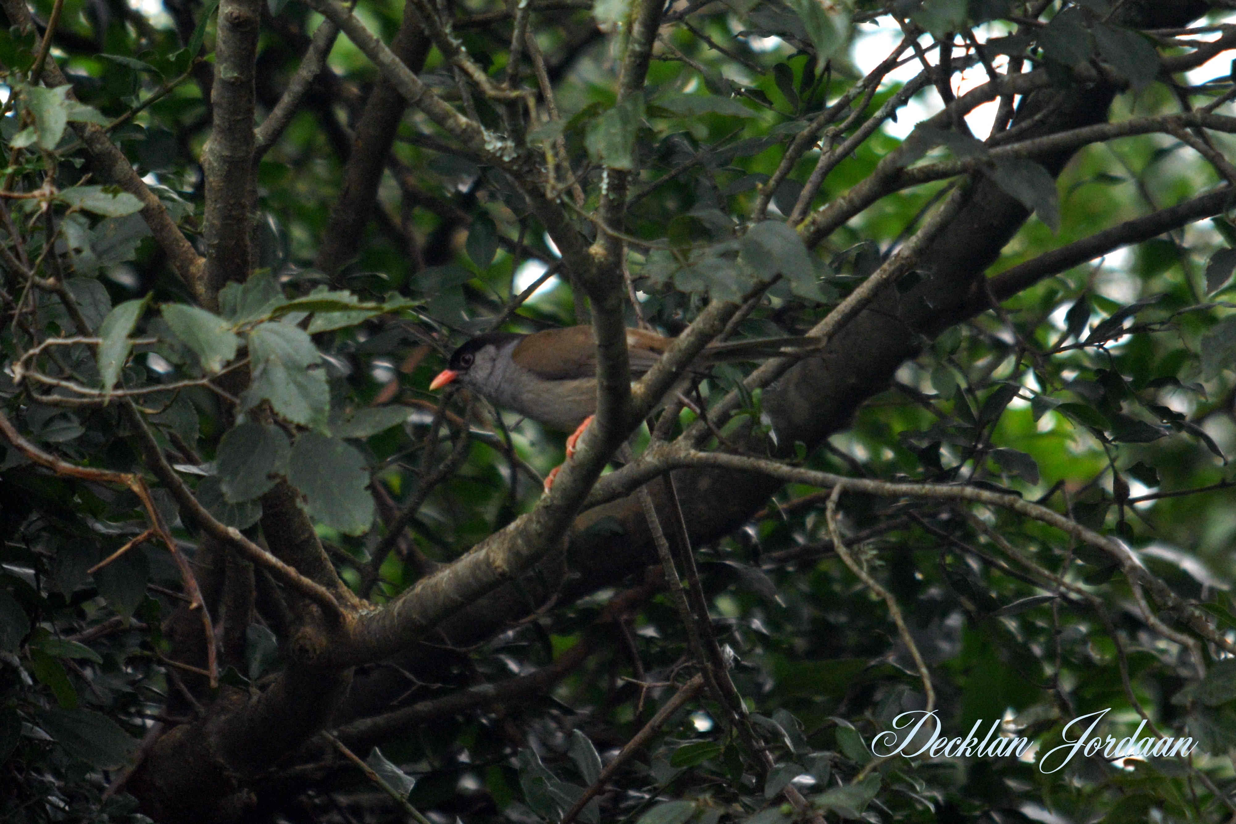 Bush Blackcap – BirdLife eThekwini KZN