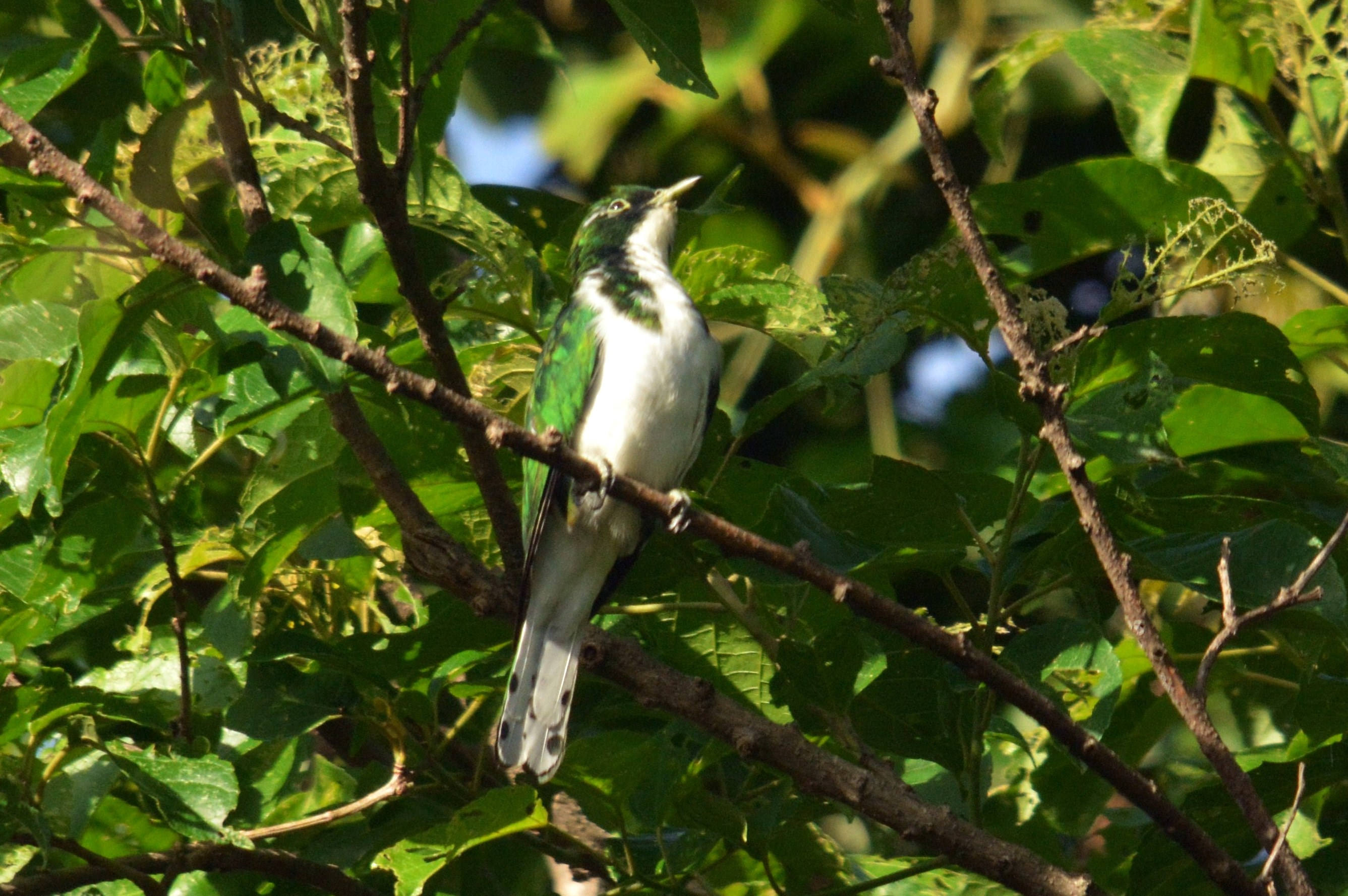 Klaas’s Cuckoo. Hennie and Decklan Jordaan (8) – BirdLife eThekwini KZN