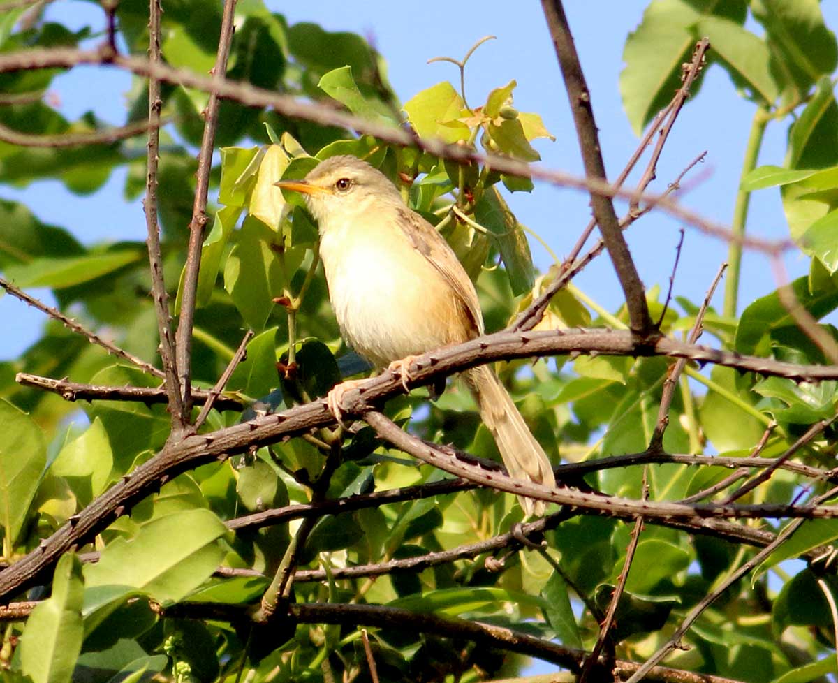Burman Bush Outing – BirdLife eThekwini KZN