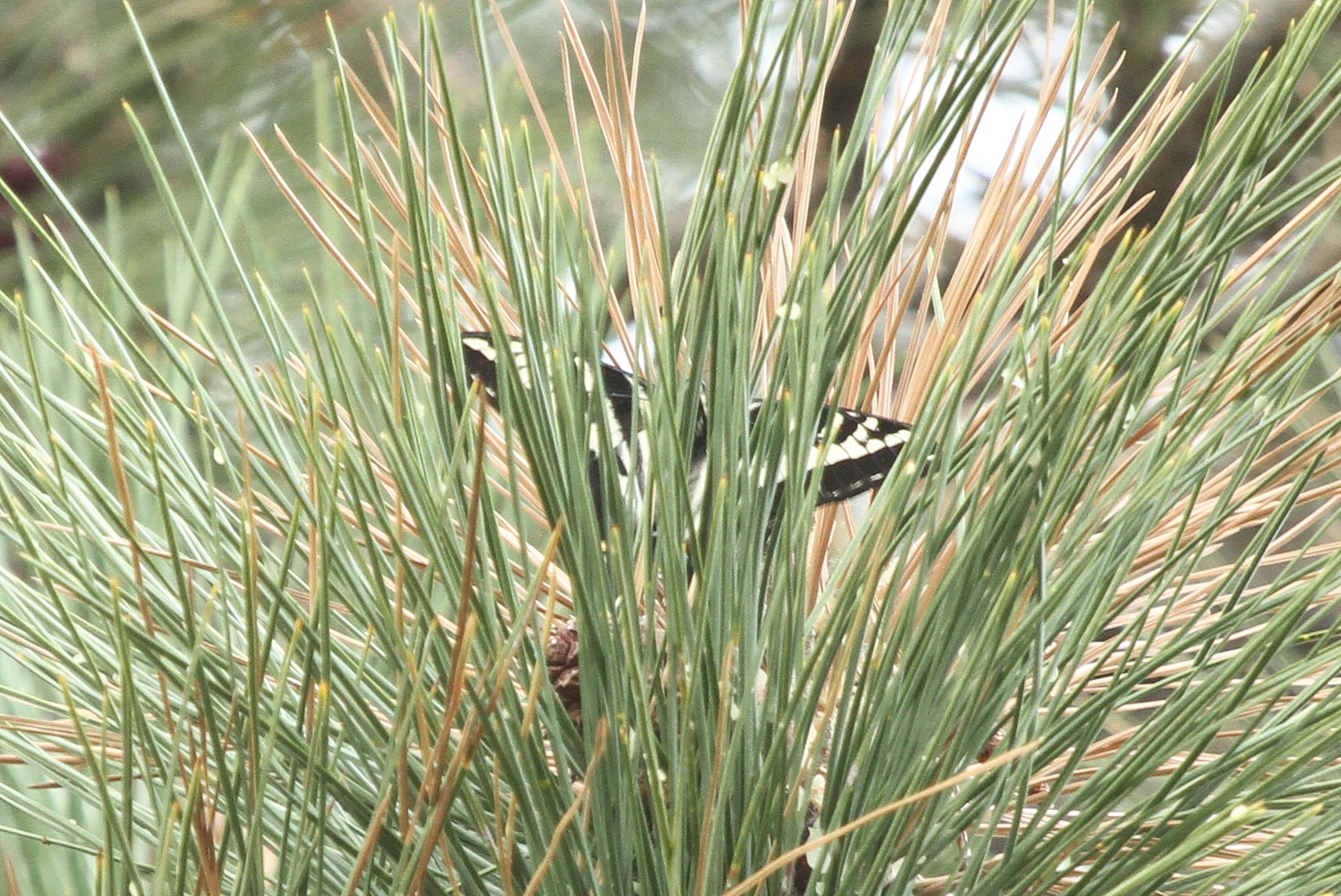 Butterfly – edited – BirdLife eThekwini KZN