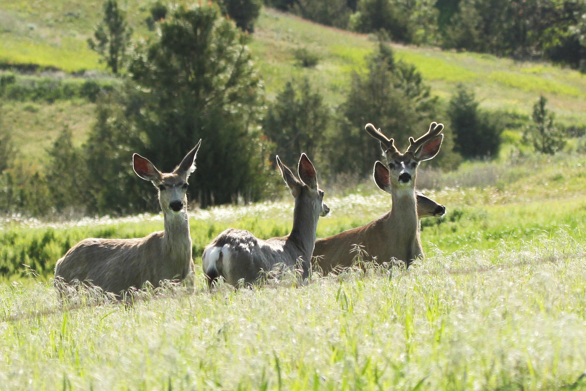 Mule Deer – cropped 1 – BirdLife eThekwini KZN