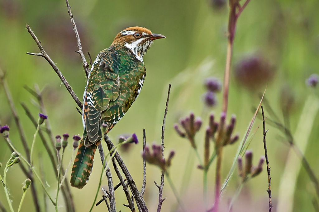 Bird Photography – Part 1 – BirdLife eThekwini KZN