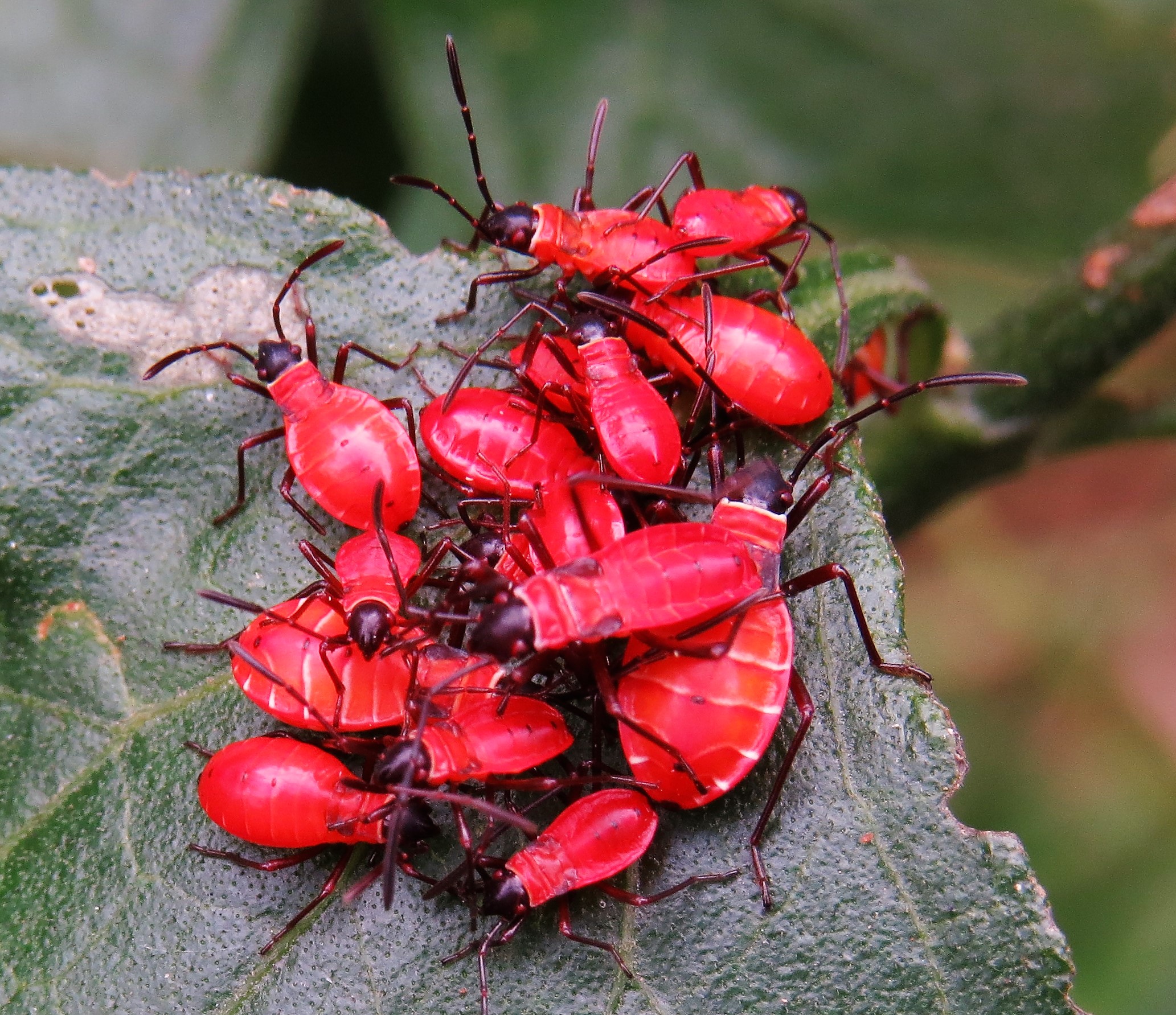 NYMPHS OF THE COTTON-STAINER BUG – BirdLife eThekwini KZN