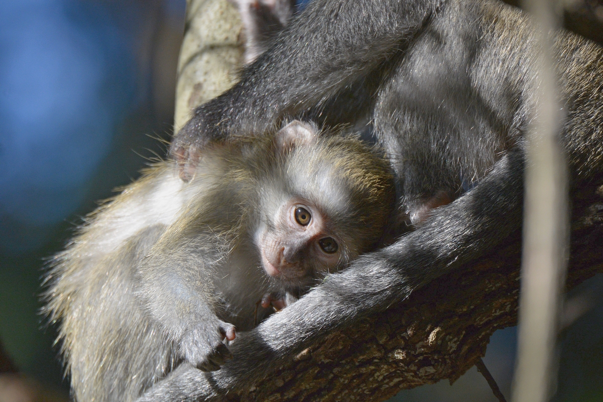 Pigeon Valley Outing – BirdLife eThekwini KZN