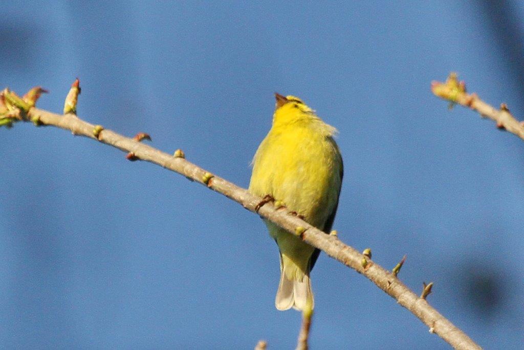 Yellow-fronted Canary – BirdLife eThekwini KZN