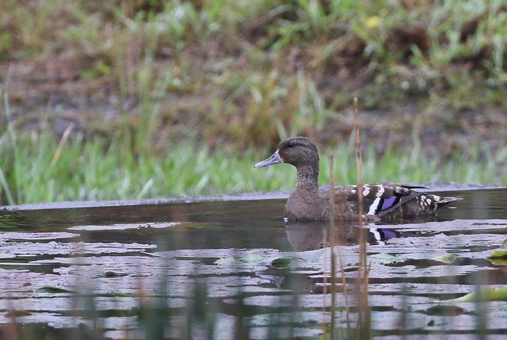 african-black-duck – BirdLife eThekwini KZN
