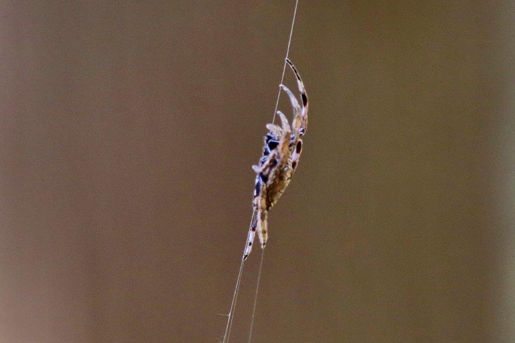 kite-spider – BirdLife eThekwini KZN