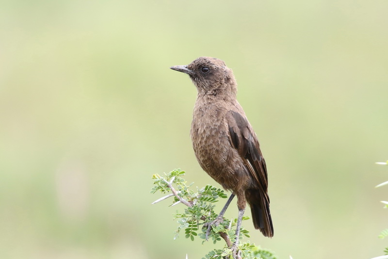 Ant-eating Chat 1_resize – BirdLife eThekwini KZN