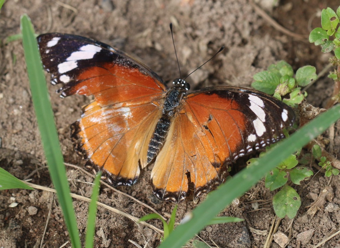 COMMON DIADEM (female) – BirdLife eThekwini KZN