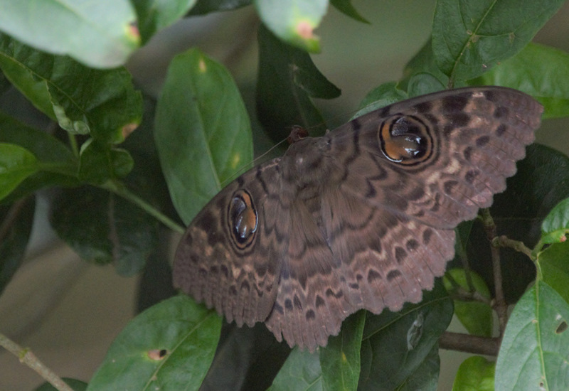 Burman Bush Outing – BirdLife eThekwini KZN