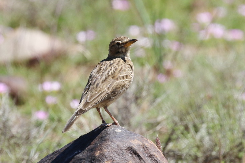 Large-billed Lark 3_resize – BirdLife eThekwini KZN