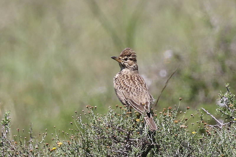 Large-billed Lark 5_resize – BirdLife eThekwini KZN