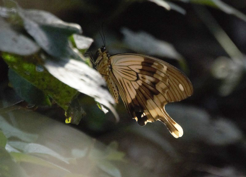 MOCKER SWALLOWTAIL – BirdLife eThekwini KZN