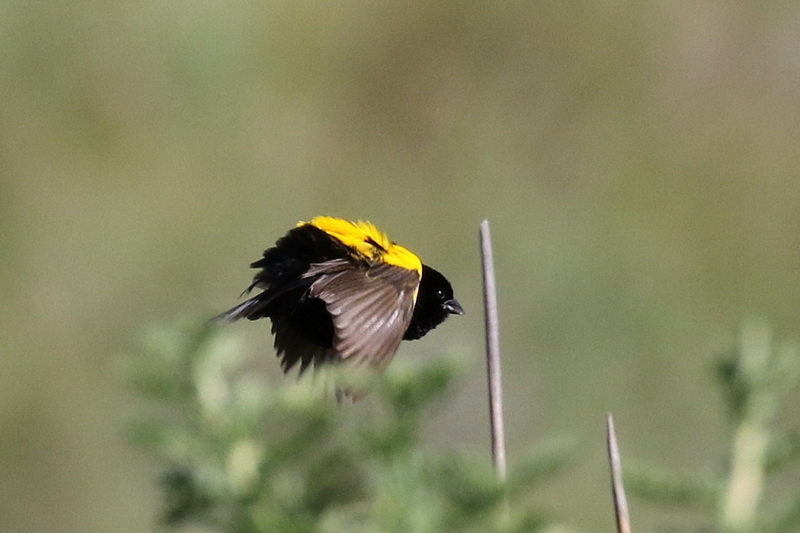 Yellow Bishop 3_resize – BirdLife eThekwini KZN