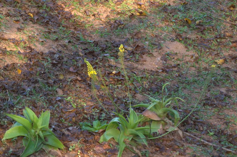 Bulbine Sp – BirdLife eThekwini KZN
