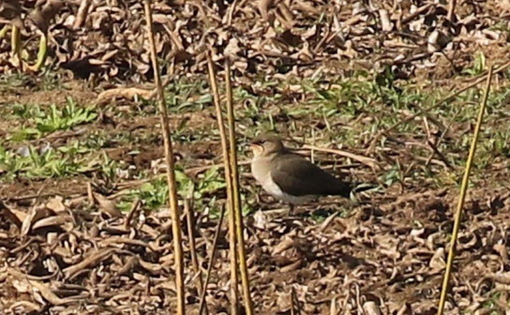 Collared Pratincole_resize – BirdLife eThekwini KZN