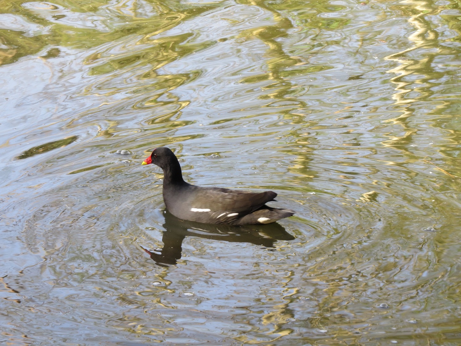 Common moorhen – BirdLife eThekwini KZN