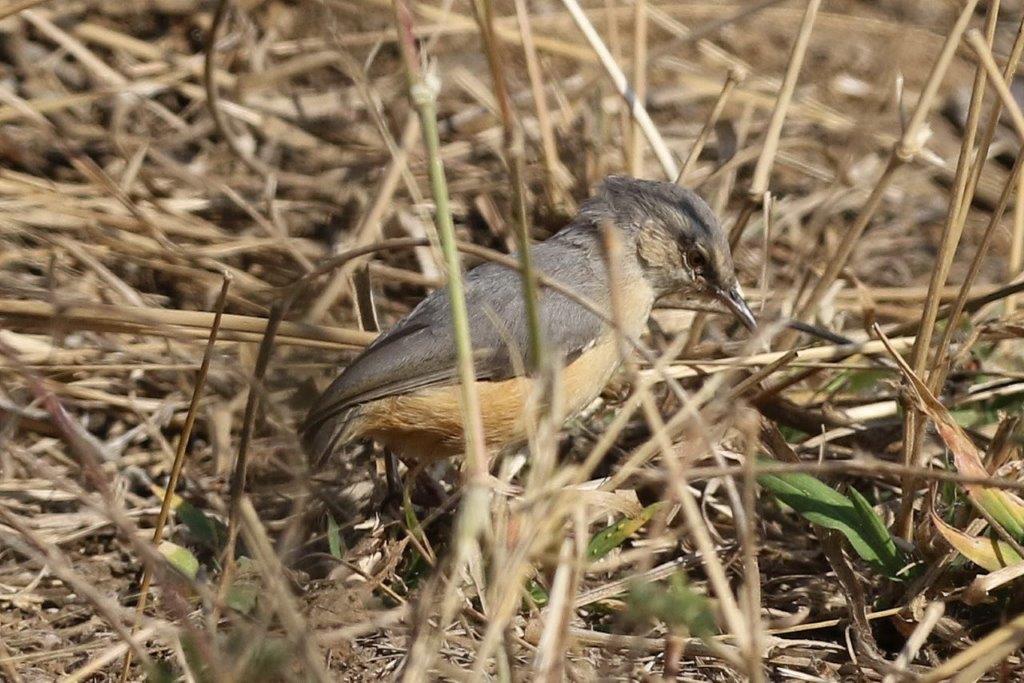 Long-billed Crombec_resize – BirdLife eThekwini KZN