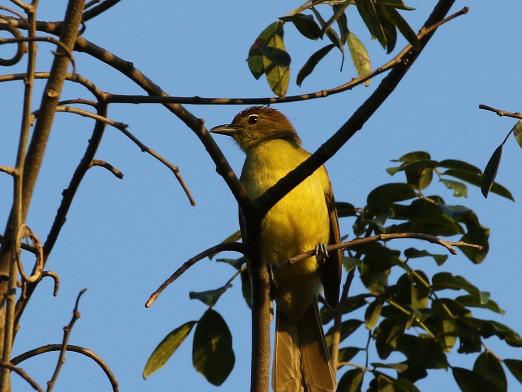 Sombre Greenbul Mick Jackson (1) – BirdLife eThekwini KZN